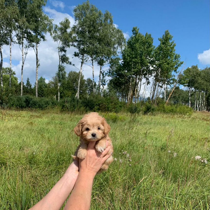 Щенки мальтипу f1 мини и микро Москва