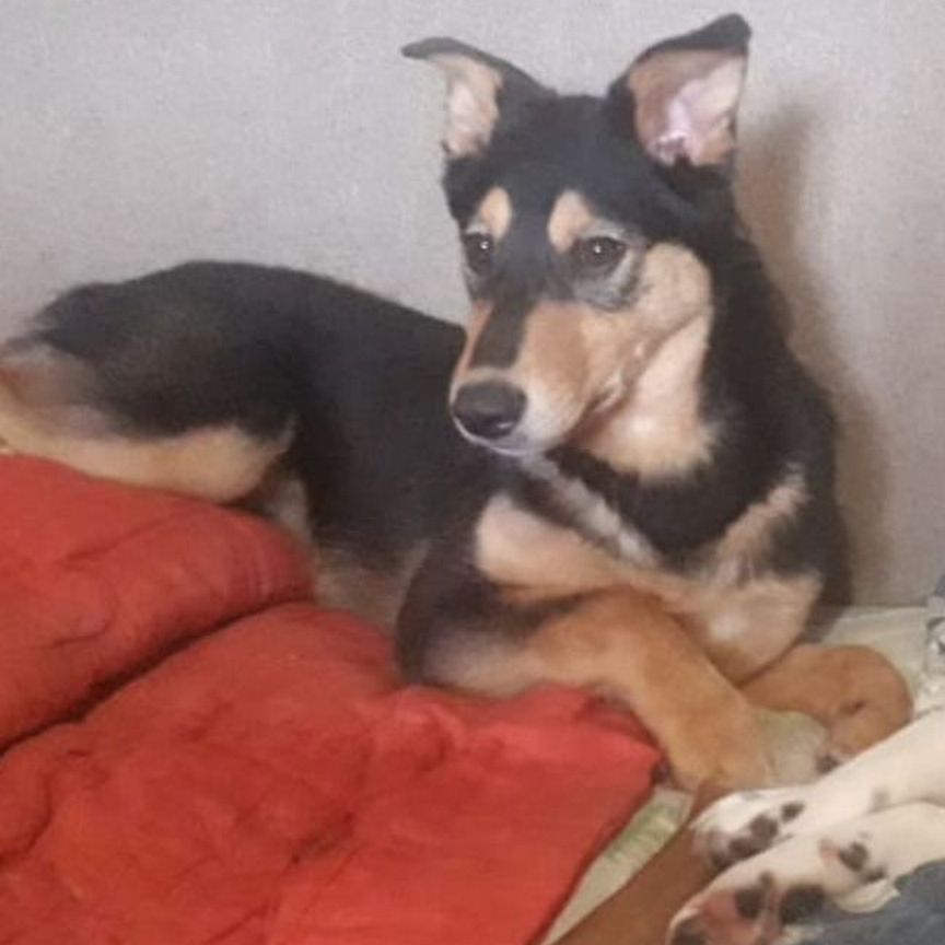 Щенок метис овчарки