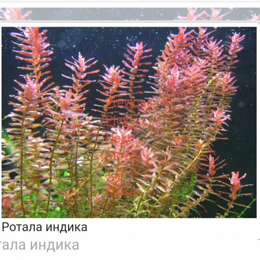 Растение аквариумное Раталла индиго