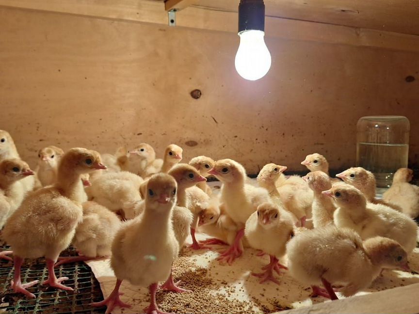 Индюшата хайбрид конвертер Канада в наличии