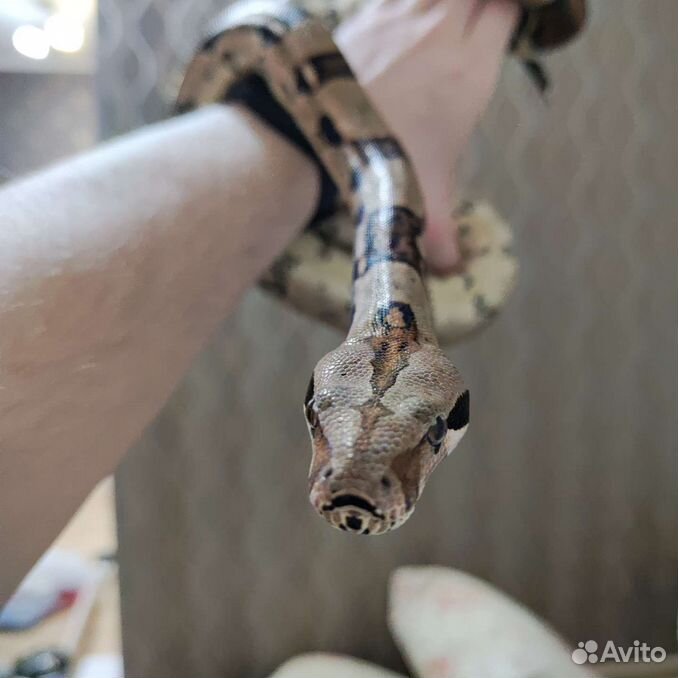 Императорский удав