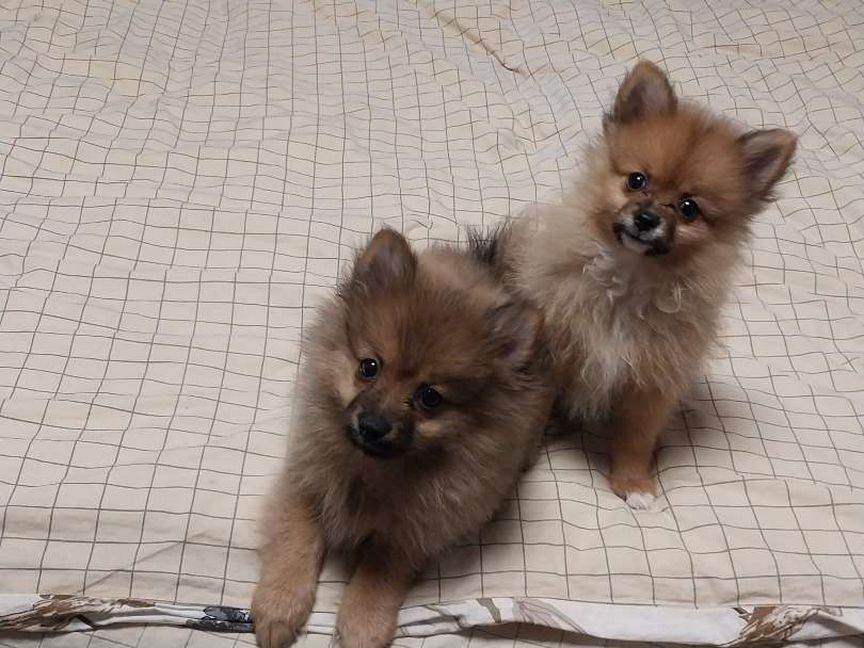 Померанский шпиц мини щенок