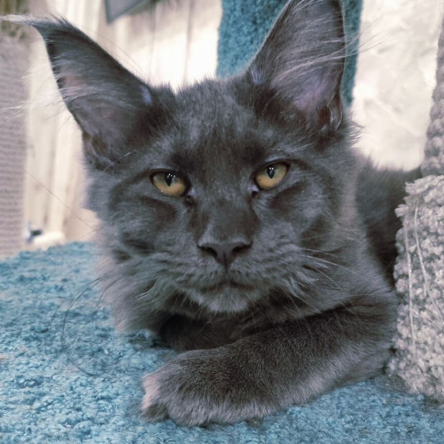 Мейн-кун котёнок