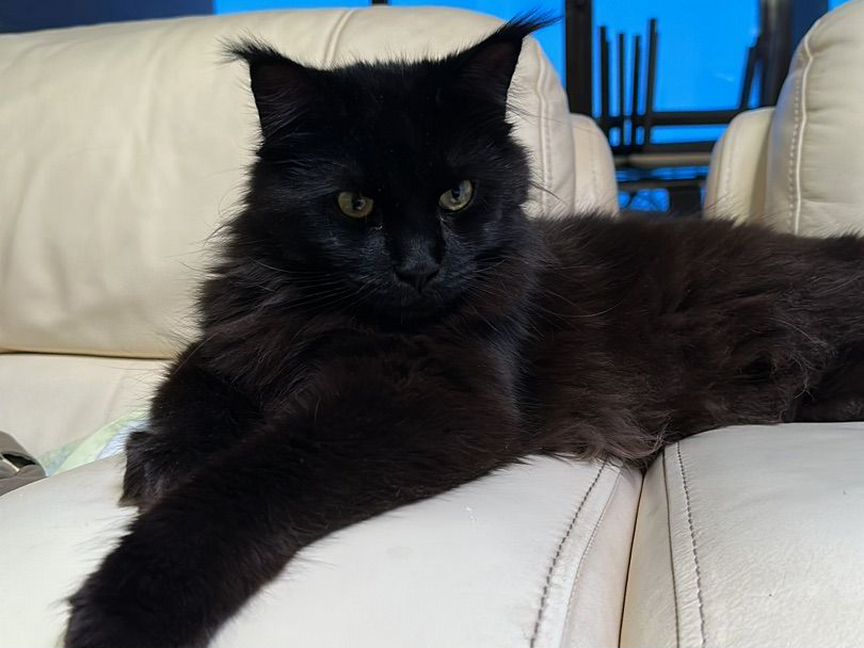 Котята Мейн-кун черные