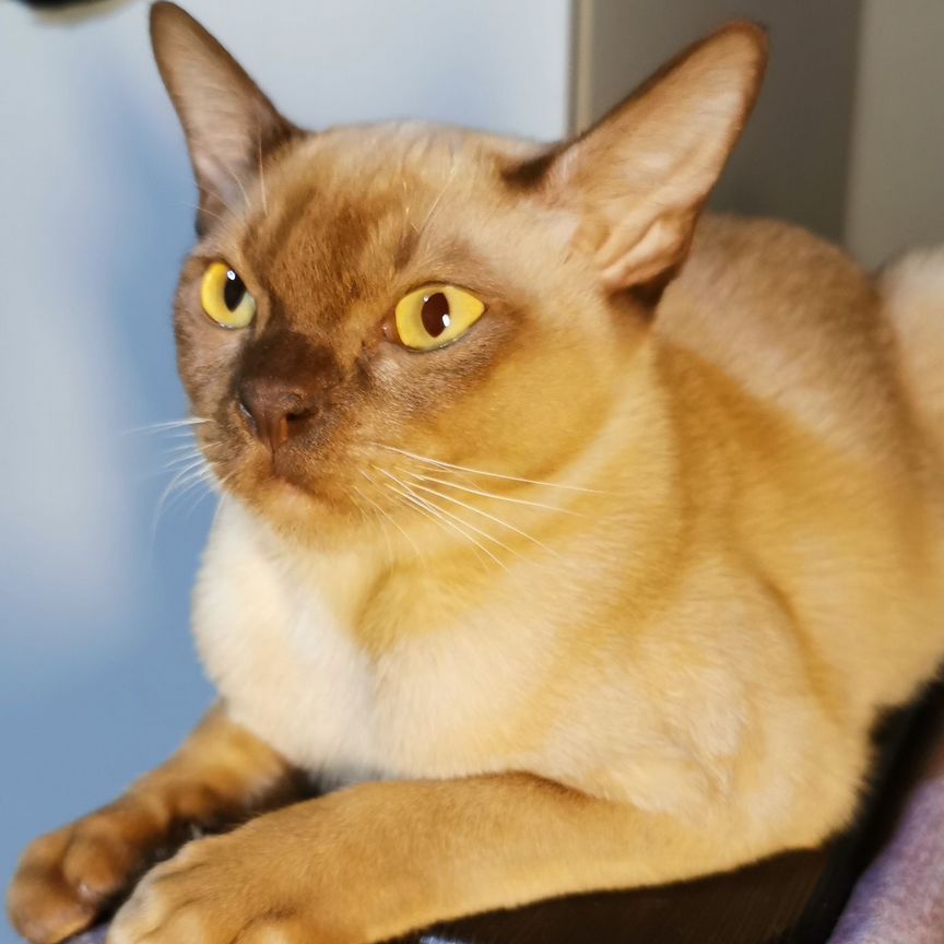 Котёнок от частного владельца