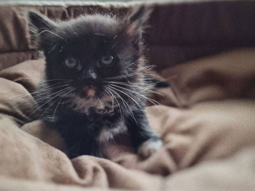 Котята