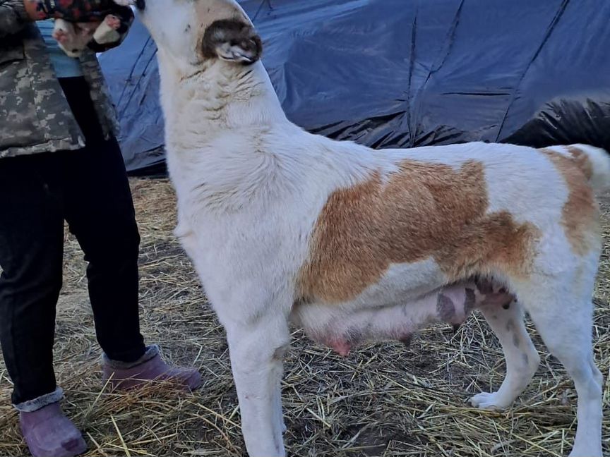 Среднеазиатский волкодав