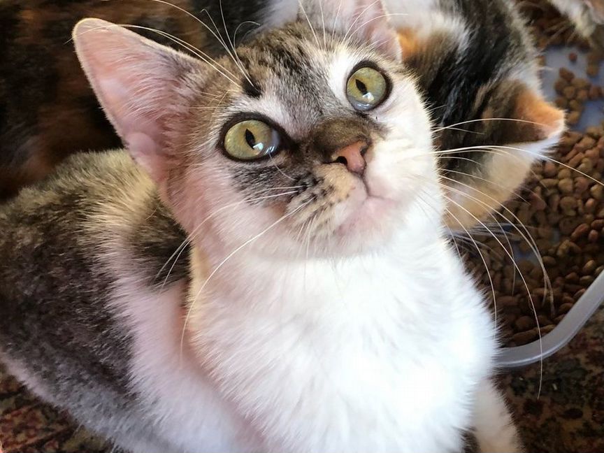 Очаровательный Семочка ищет котородителей