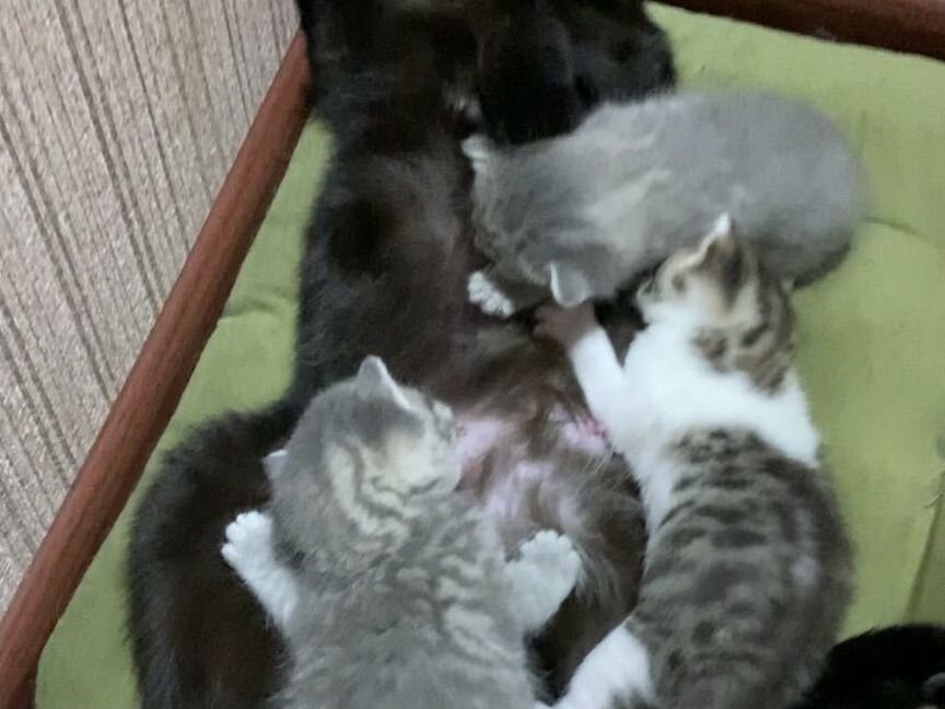 Котята от шотландки бесплатно в добрые руки