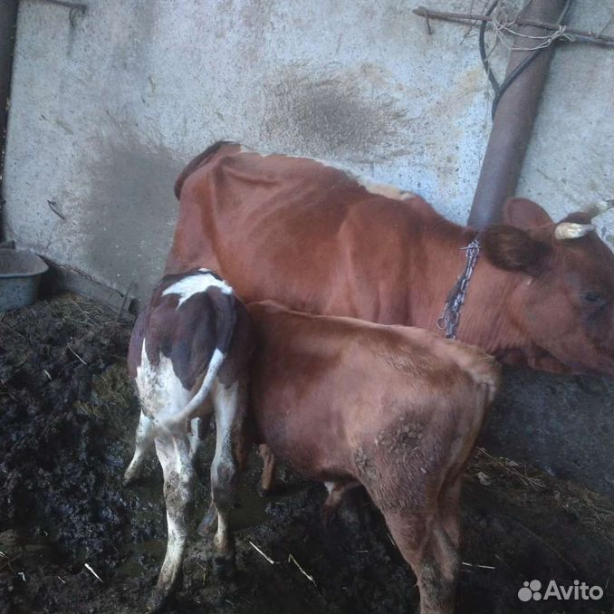 Бычки и корова
