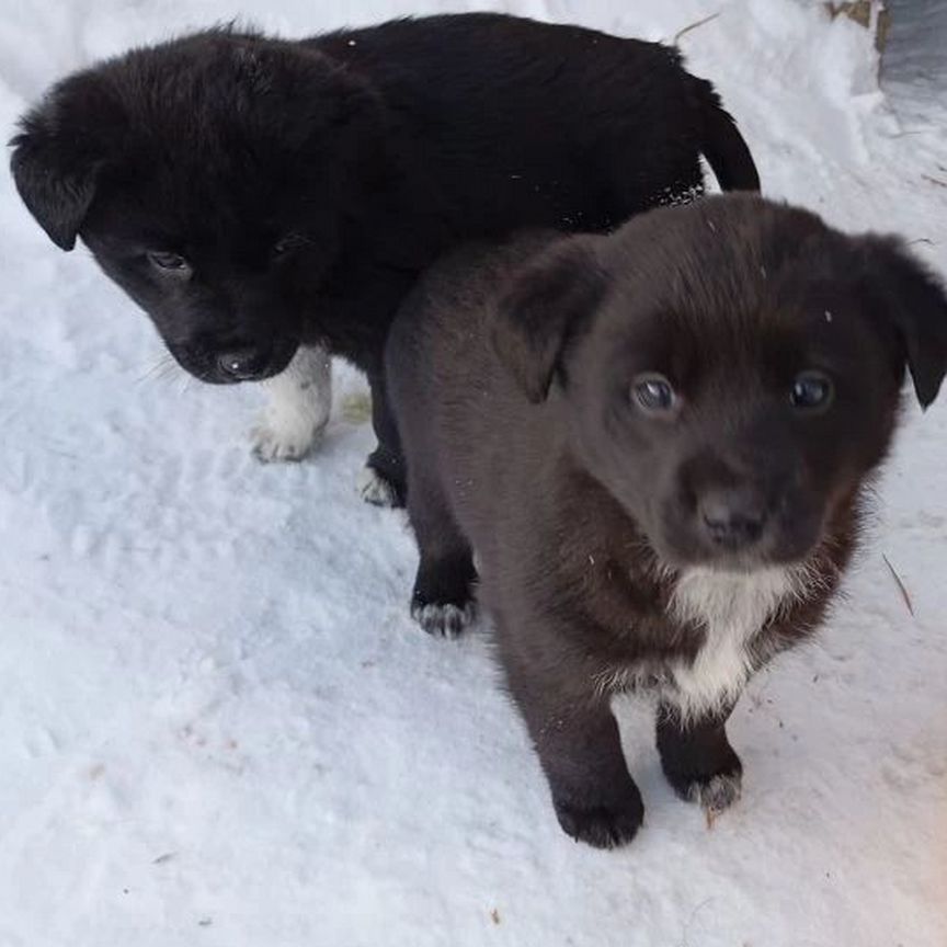 Щенок в добрые руки