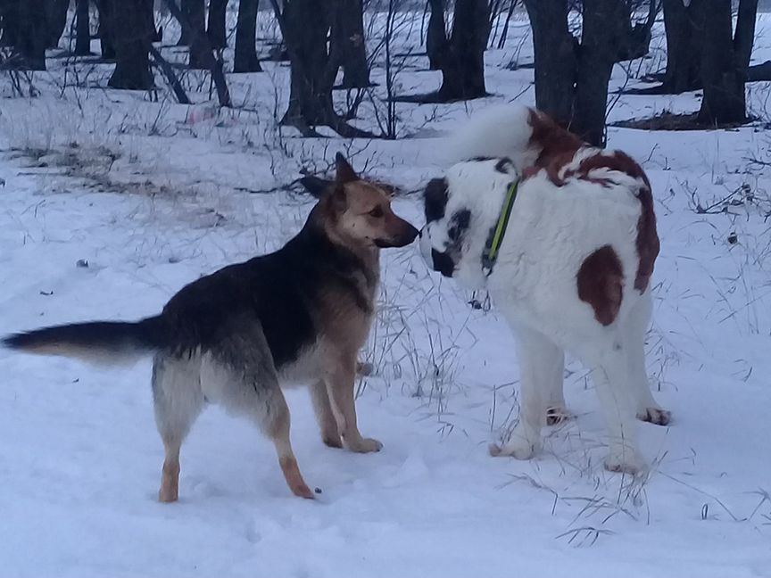 Ласковый мальчик ищет хозяев