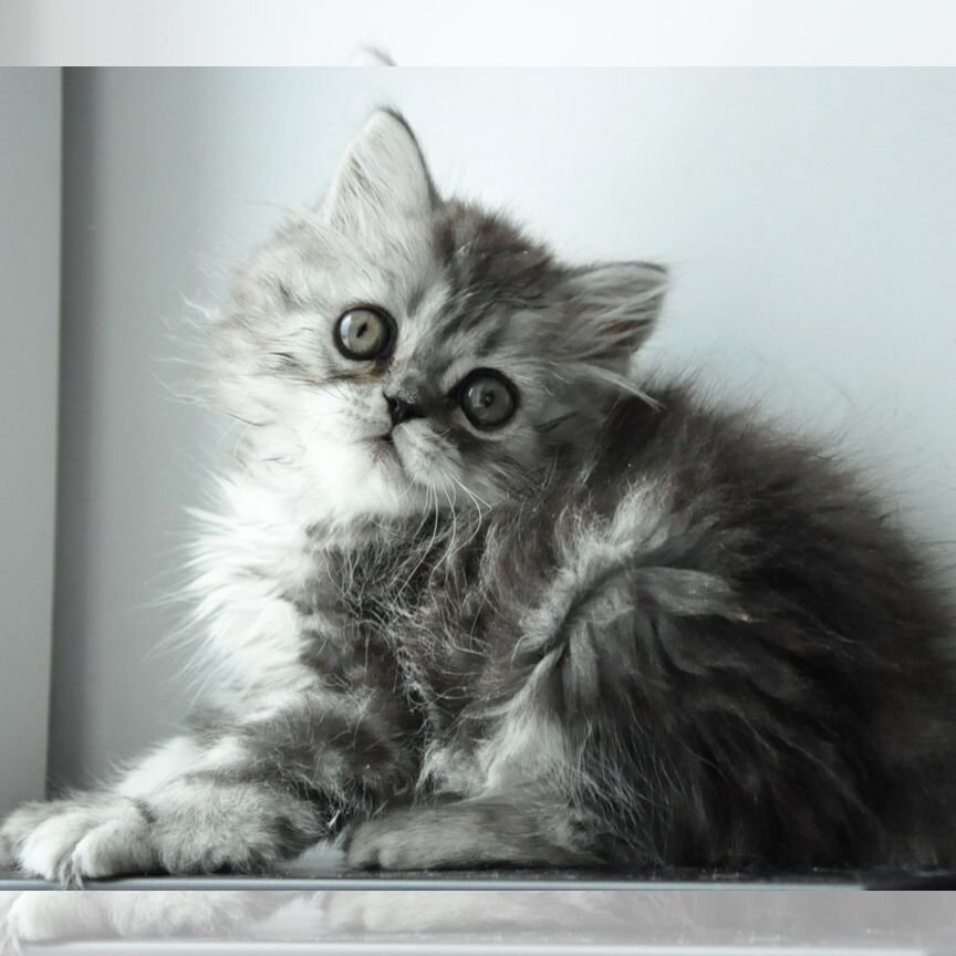 Мальчик хайленд страйт