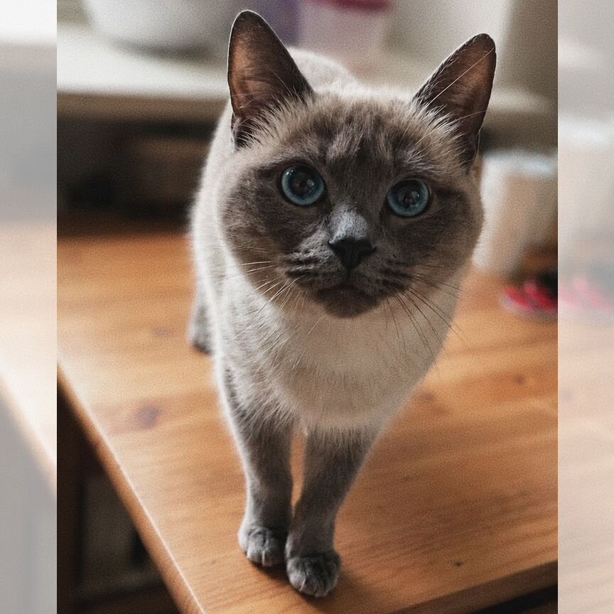 Тайская, взрослая кошка