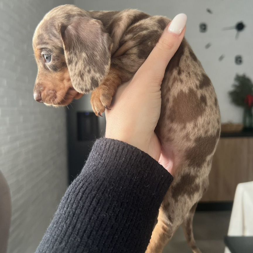 Такса стандартная мраморная