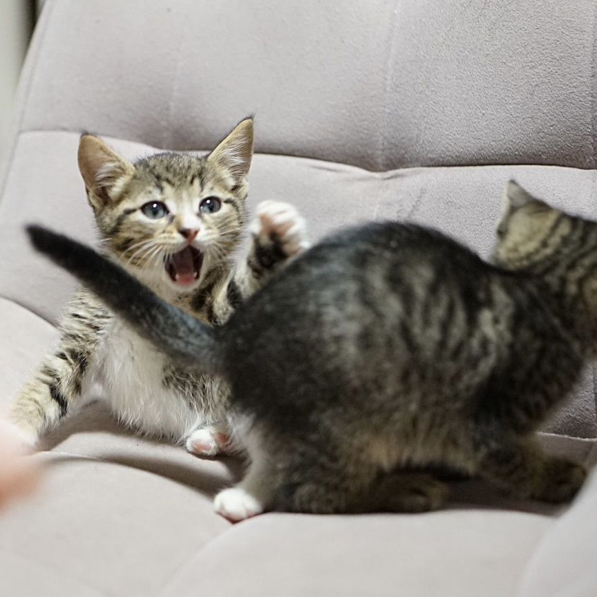 Котята мальчики