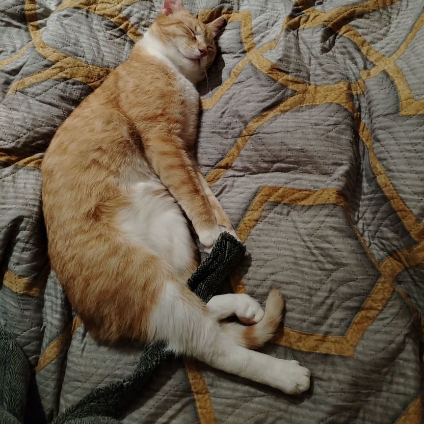 Шотландский прямоухий короткошёрстный кот, взрослый