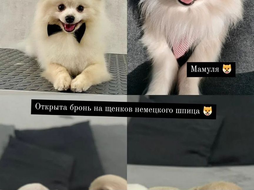 Пушистики шпицули