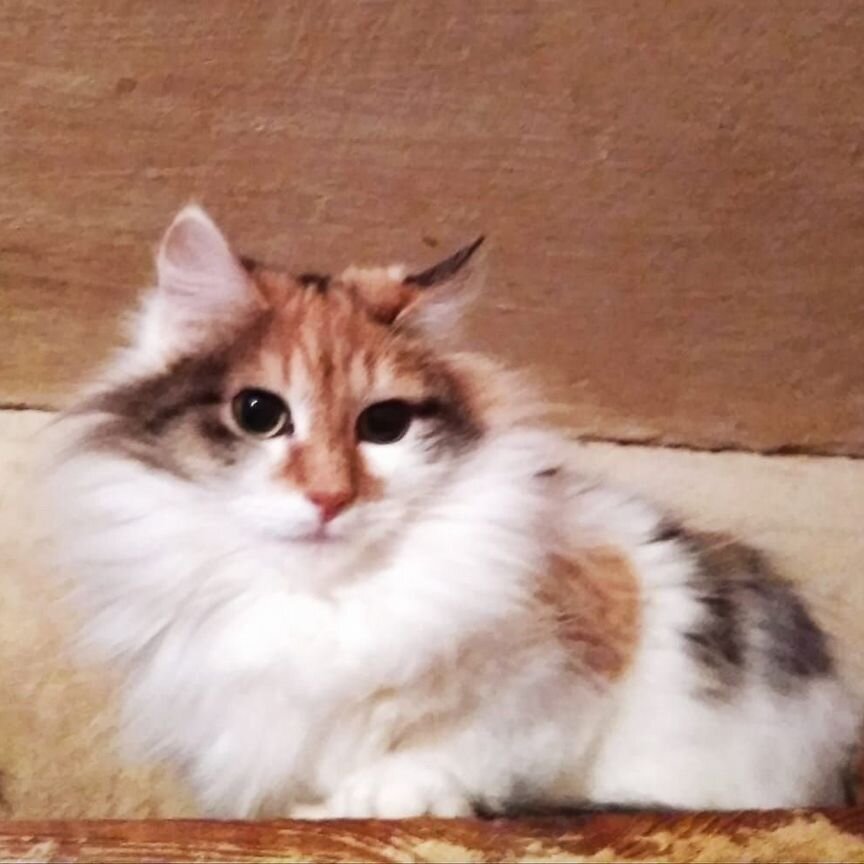 Кошка Посси