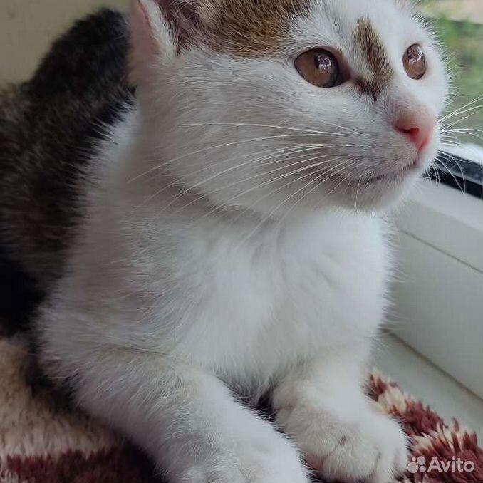 Котенок Милка