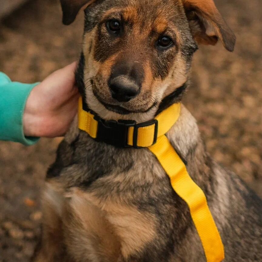 Щенок в добрые руки