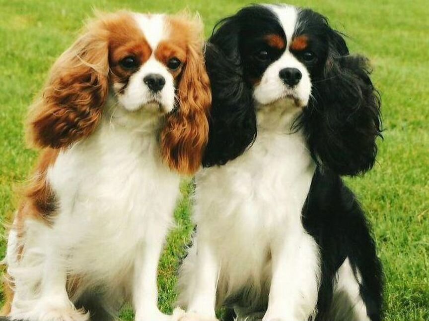 Кинг чарльз спаниель