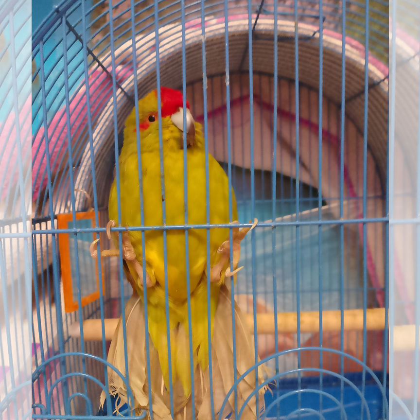 Попугай какарик