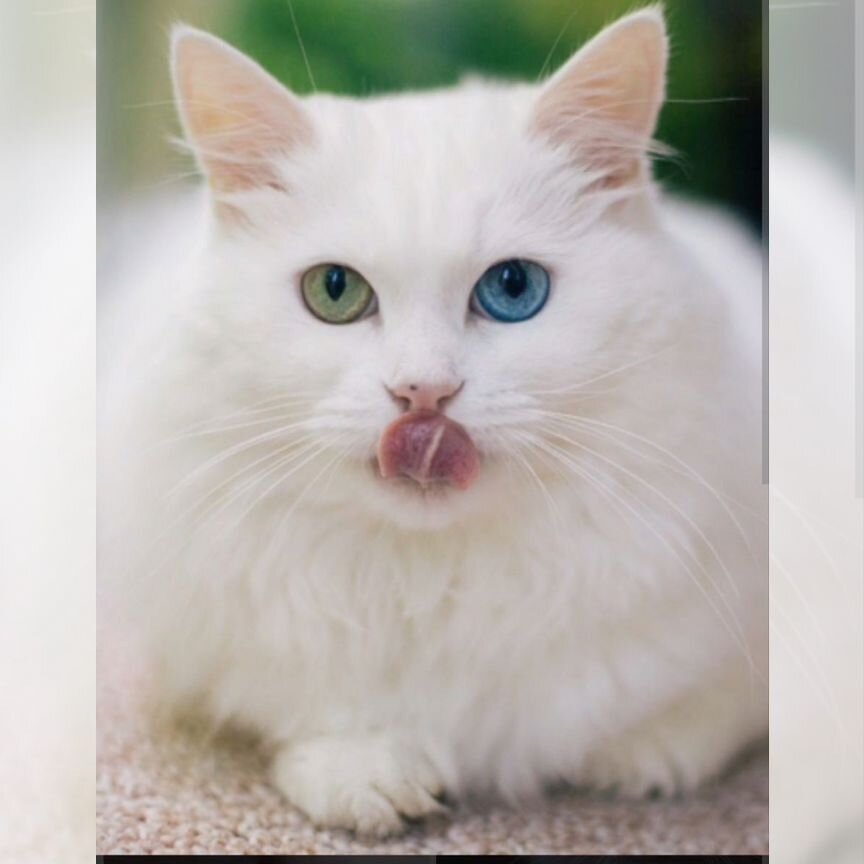 Турецкая ангора котёнок
