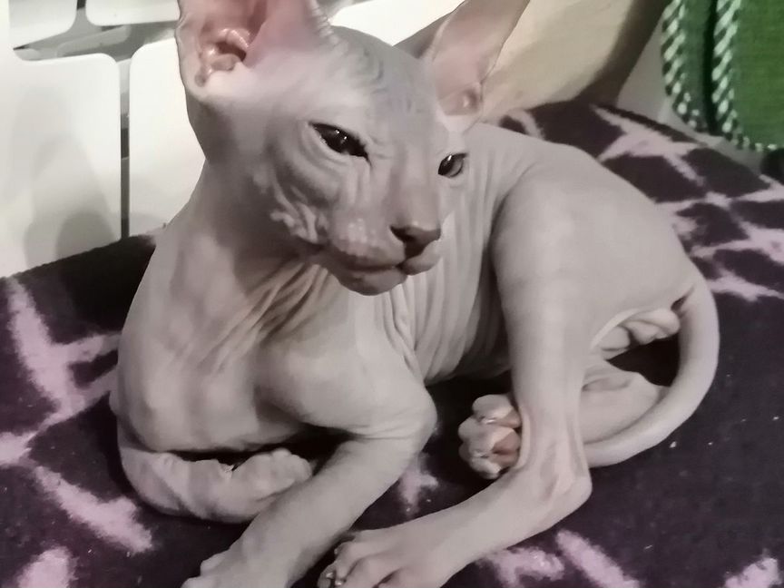 Донской сфинкс котик с документами