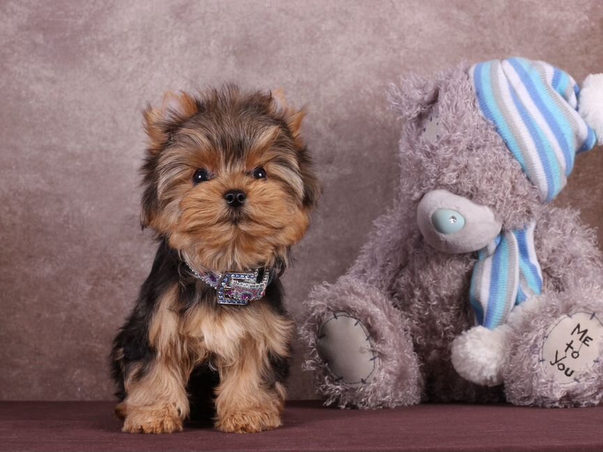 Йоркширский малыш стандарт Олл Гранд РКФ