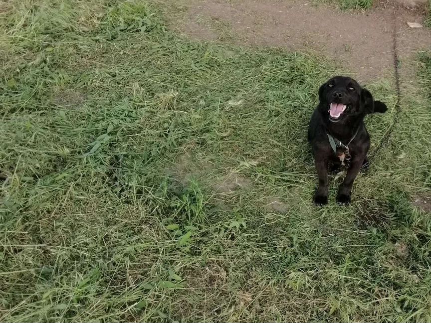 Отдам в добрые руки