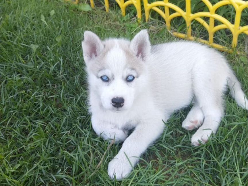 Щенки сибирской хаски