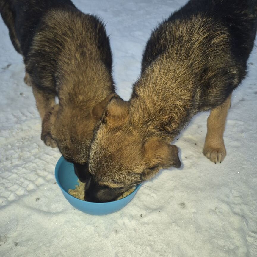 Щенок в добрые руки