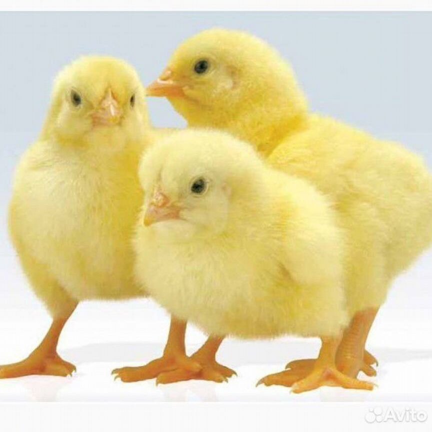 Инкубационное яйцо,птица,корма