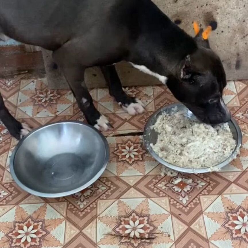 Попал в отлов