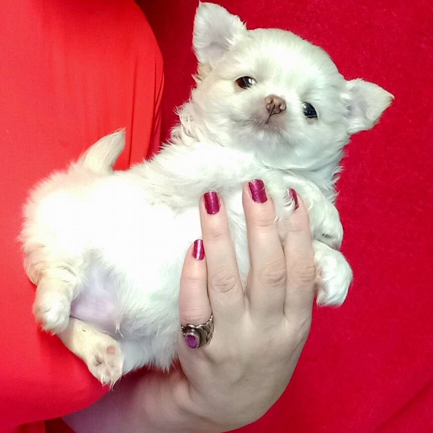 Щенки чихуахуа