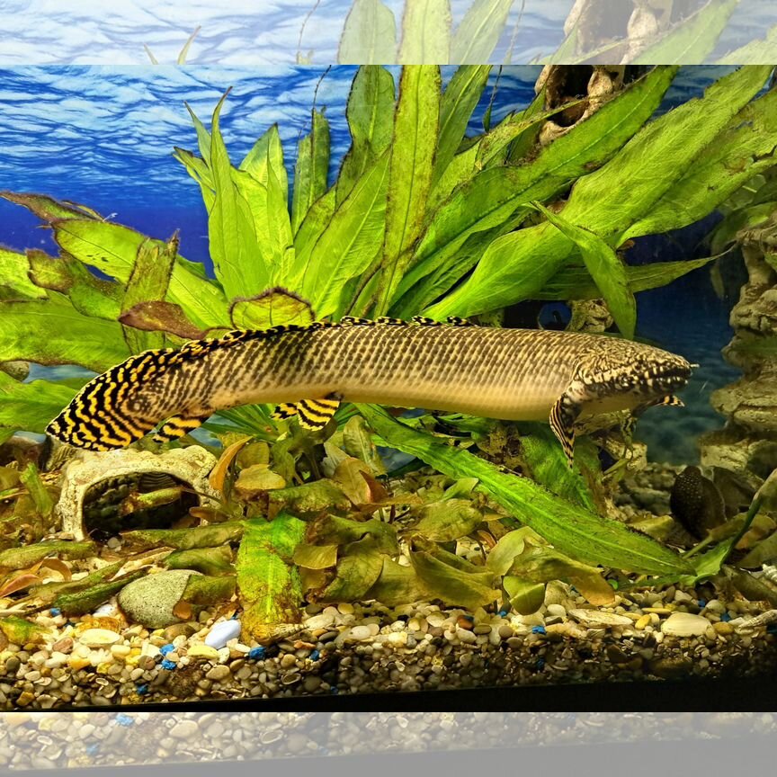 Полиптерус