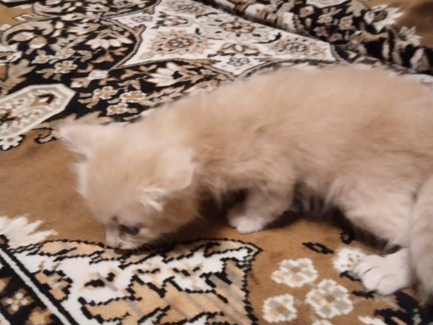 Котята турецкой ангоры (помесь) в добрые руки