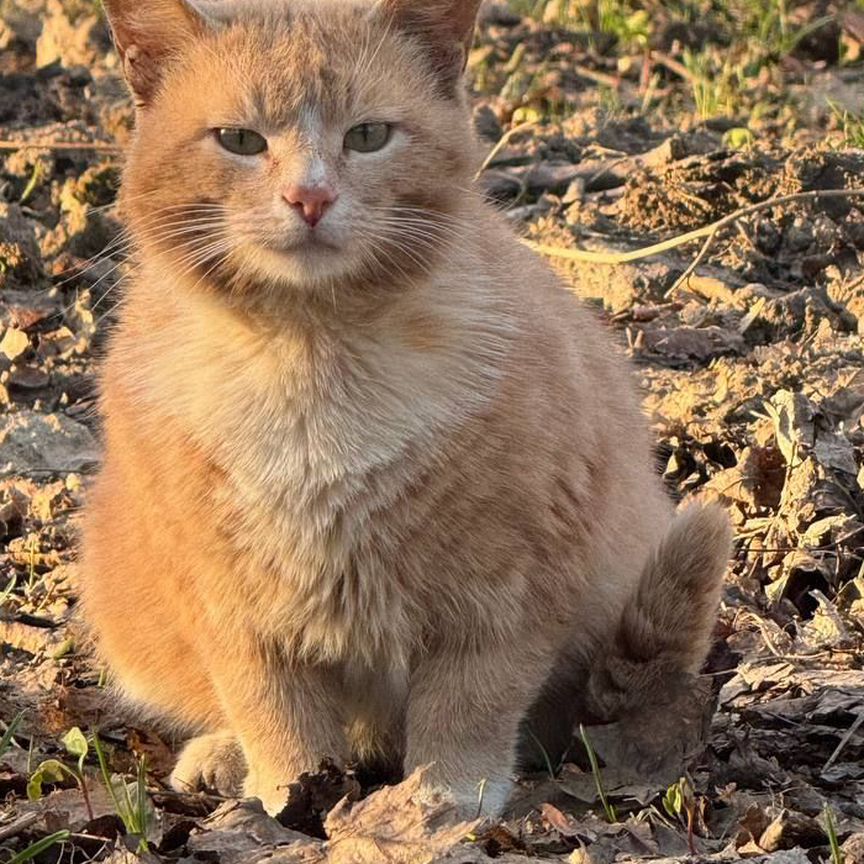 Взрослый кот в добрые руки