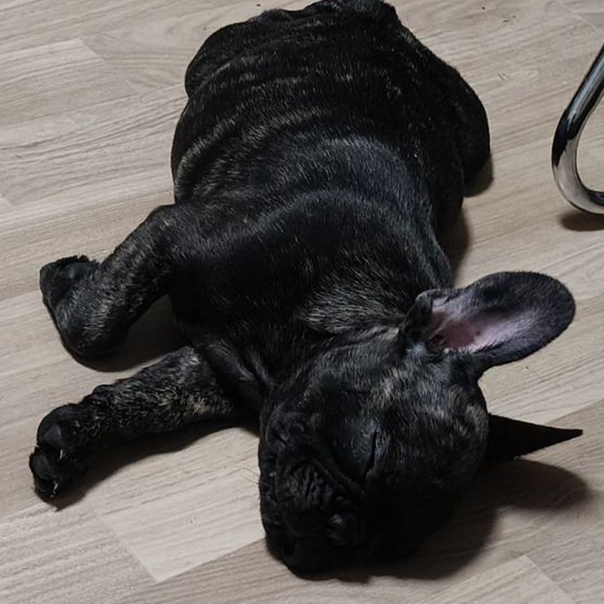 Французский бульдог, щенок