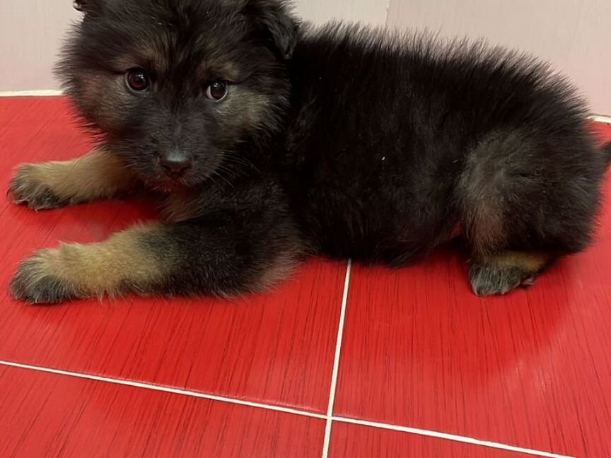 Собака маленькая порода бесплатно