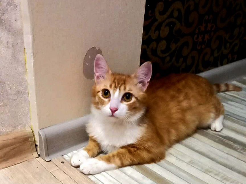 Кот в добрые руки