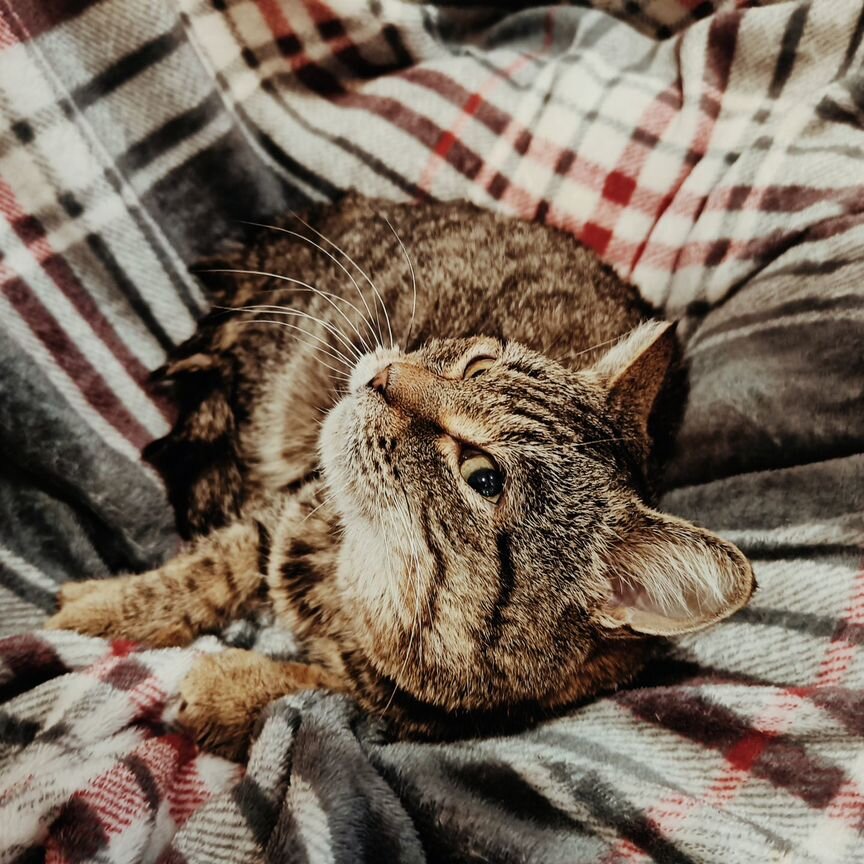 Котик бесплатно