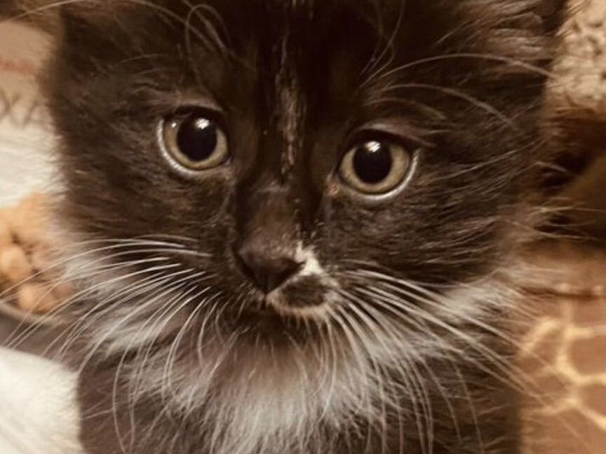 Кошка