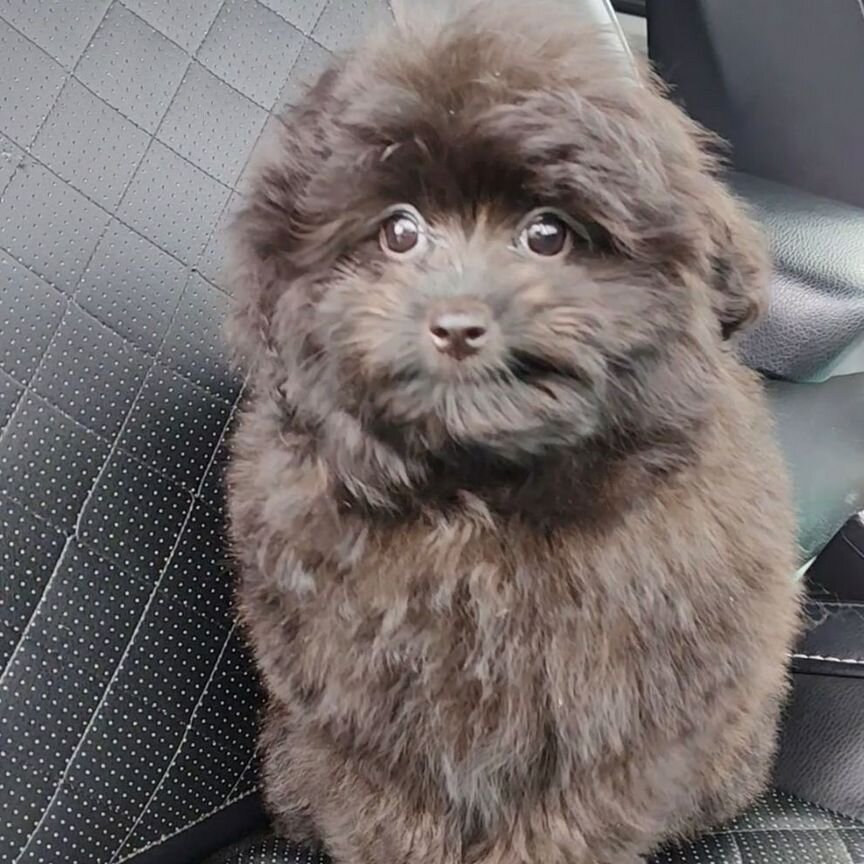 Мальтипу шоколад