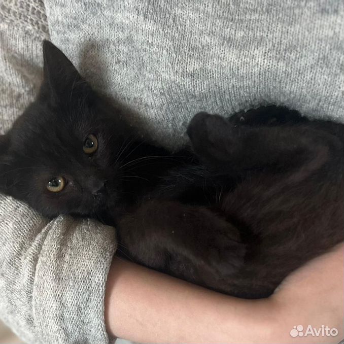 Котодевочка 3 месяца