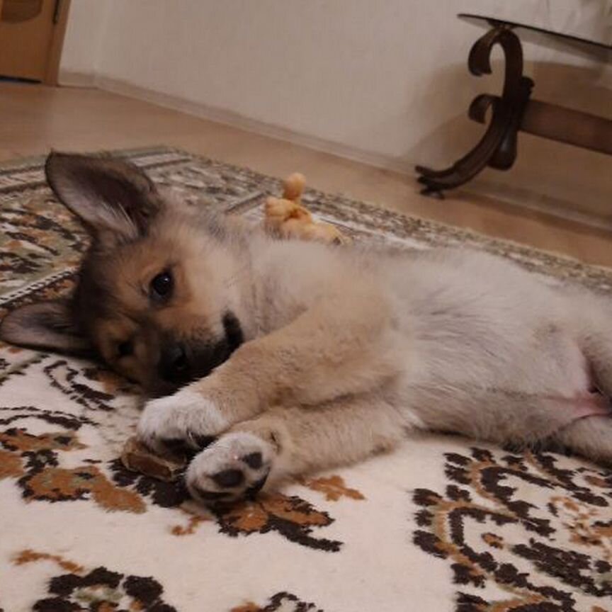 Щенок в добрые руки