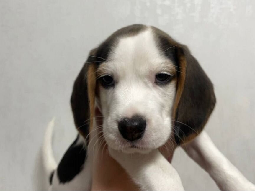 Собаки щенки бигль