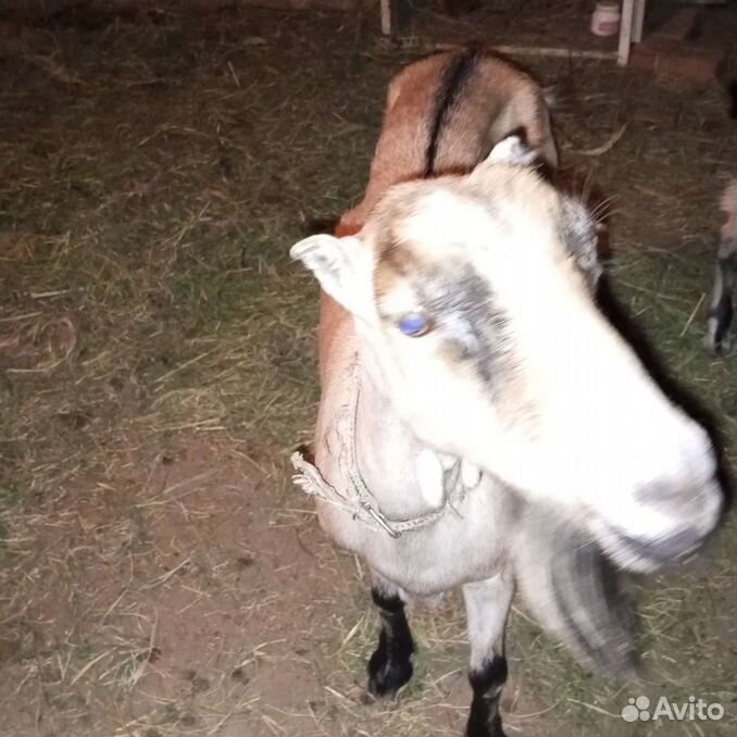 Коза дойная и козлик