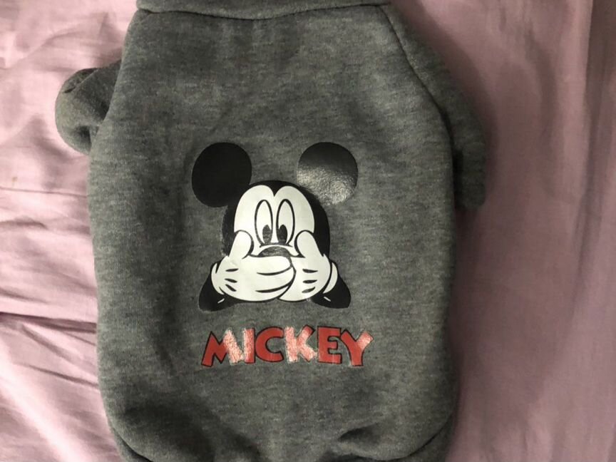 Одежда для животных